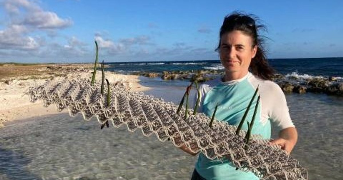 Bioloog Karin gelooft in patat als basis voor kustversterking ...