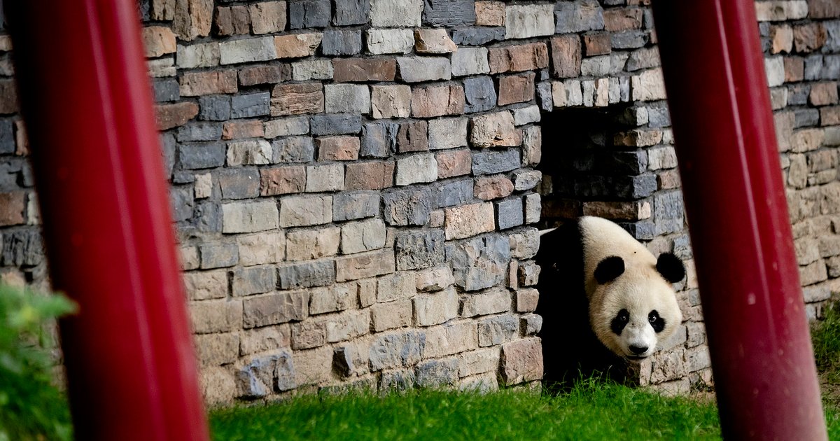 Panda's Ouwehands Dierenpark kosten miljoene... | EenVandaag