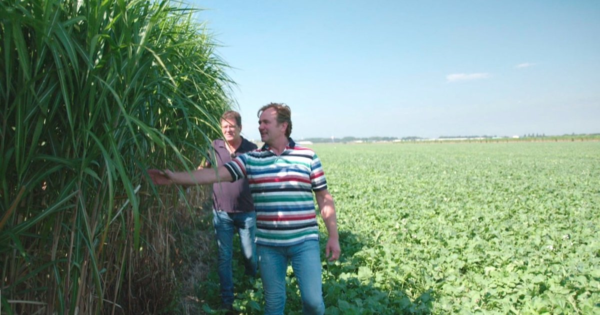 Is 'olifantsgras' de toekomst voor Nederlandse boeren? 'Kan goede ...