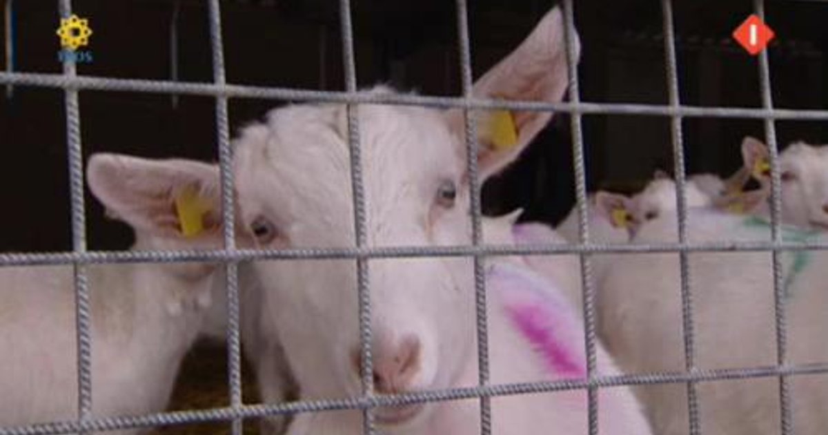 De week van... De geitenhouder | EenVandaag