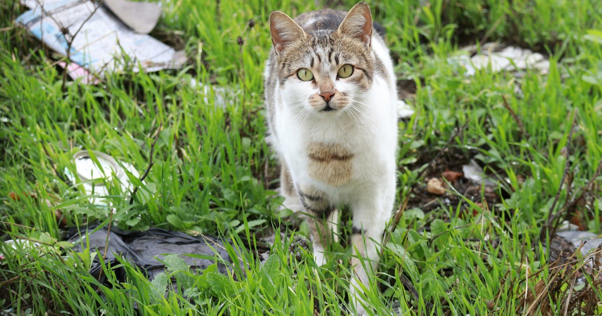 Hoe ver moet je gaan om weidevogels te besch... | EenVandaag