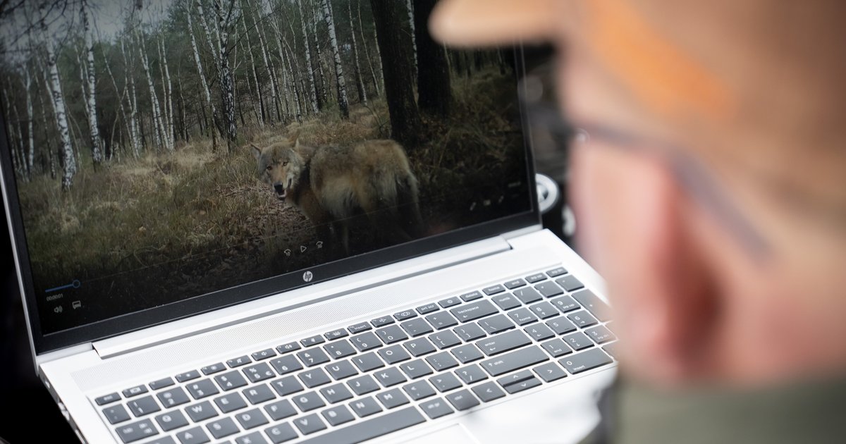 Dit betekent het nu dat de beschermde status van de wolf is aangepast ...