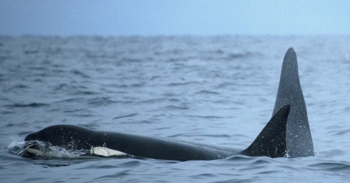 Dat orka's nu ook in Noorwegen boten aanvallen is 'waarschijnlijk een ...